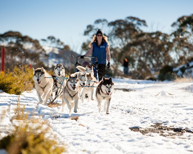 Best things to do in Myrtleford - Billy Button Wines